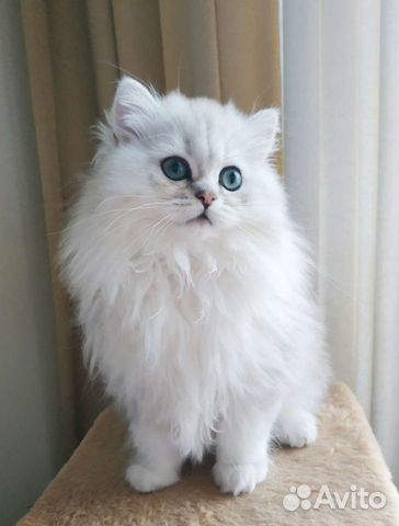 Длинношерстный серебристый британец