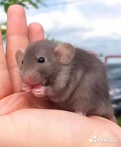 Крысята малютки дамбо