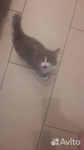 Продаю котенка