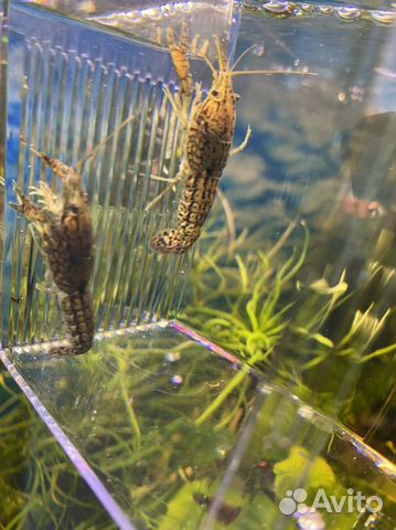 Аквариумный Мраморный рак