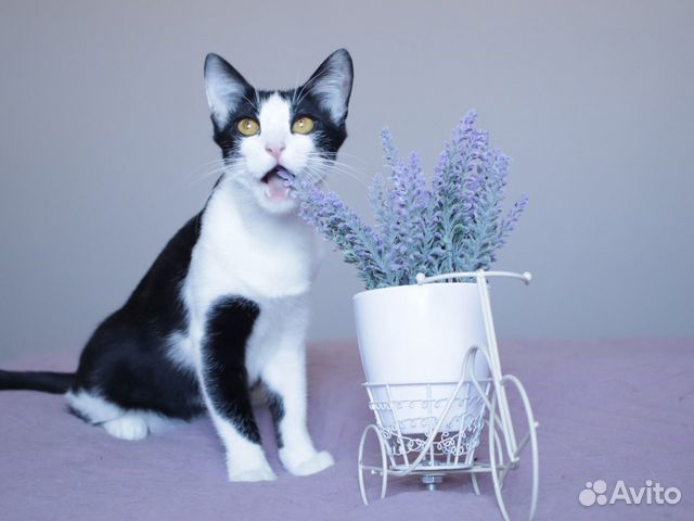 Котик