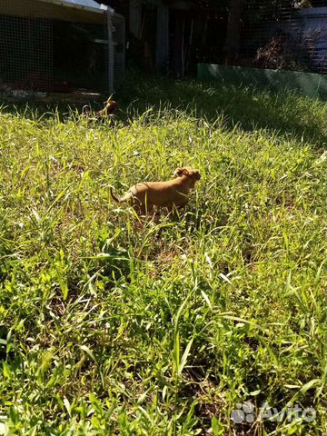 Щенки тойчики