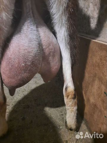 Козы ламанчи