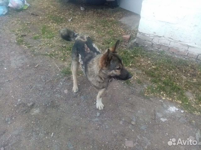 Найдена собака