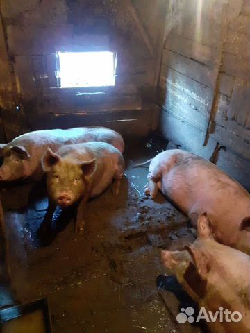 Свиноматки