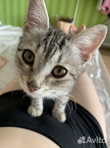 Котенок в добрые руки