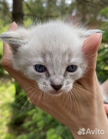 Котенок белый