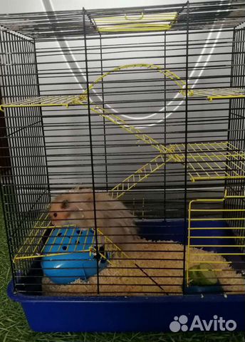 Сирийский хомяк с клеткой