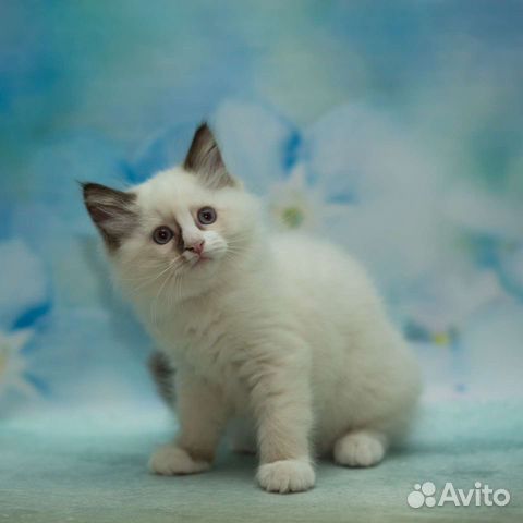 Рэгдолл биколор