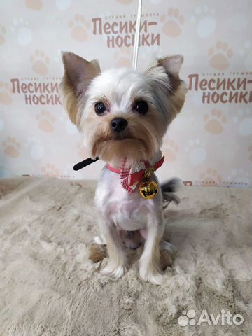 Вязка Йоркширского терьера mini