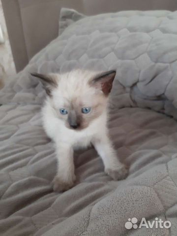 Котята