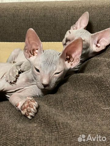 Донской сфинкс