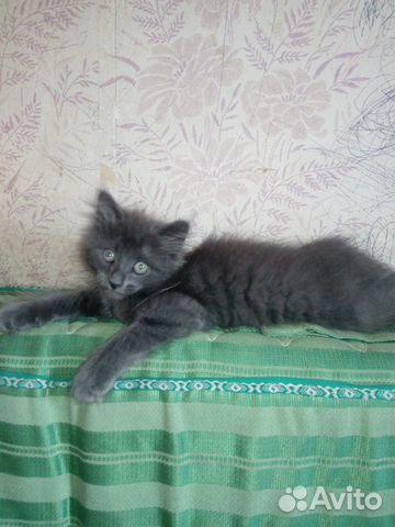 Котёнок мальчик