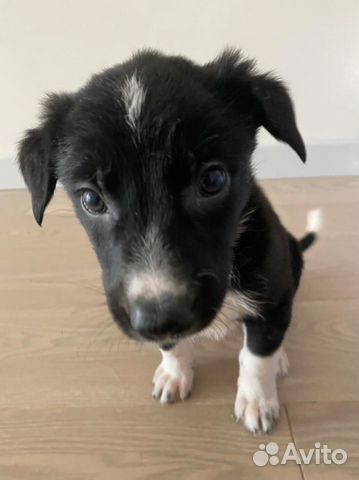 Маруся ищет дом, щенок в добрые руки