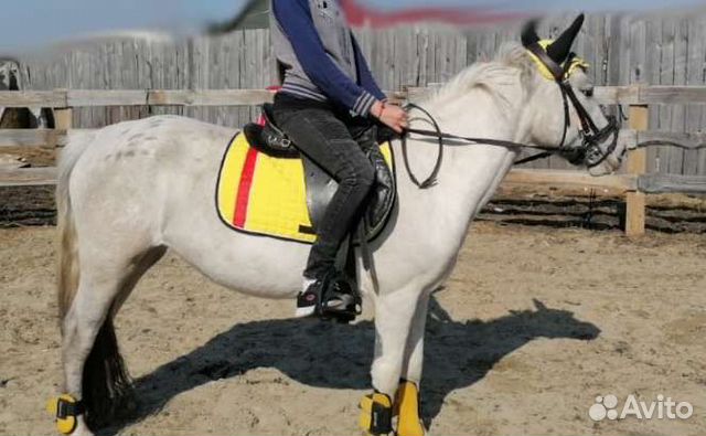 Забайкальская кобыла 130вх