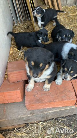 Щенки в добрые руки