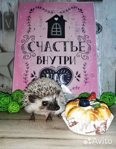 Африканский карликовый ёжик