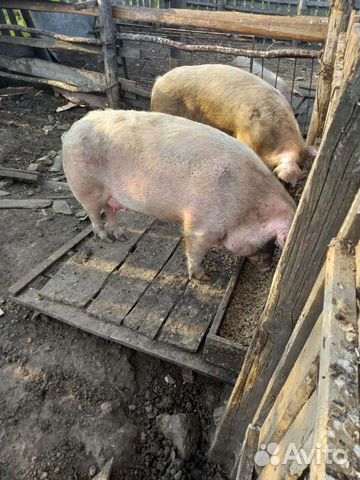 Свиноматки