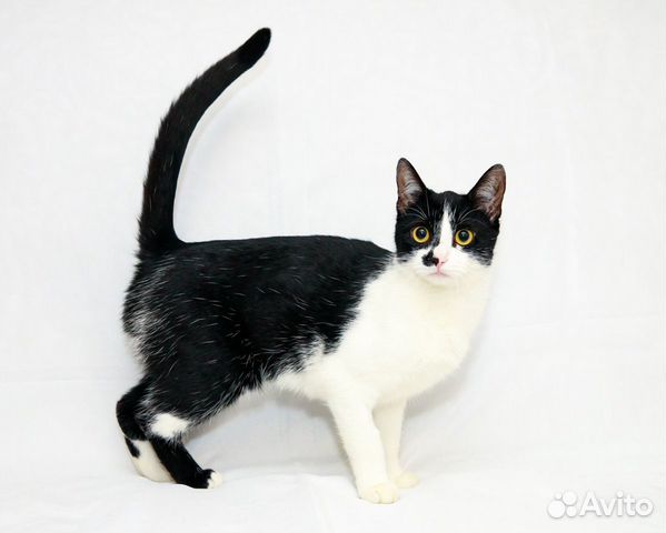 Флора котопёс