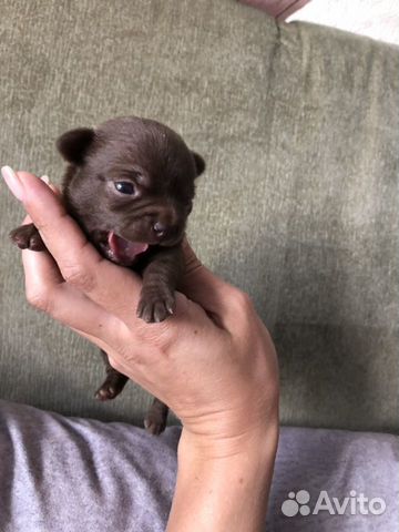 Девочки чихуахуа бронирование документы РКФ