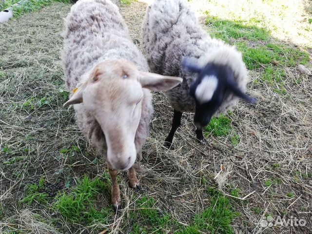 Катумский баран и романовская овца