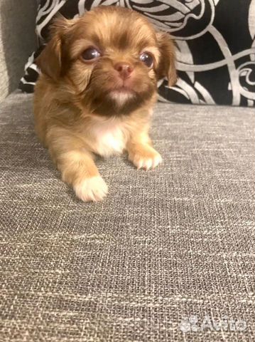 Чихуахуа