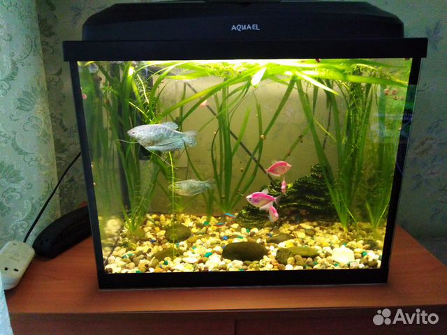 Продам аквариум с рыбами