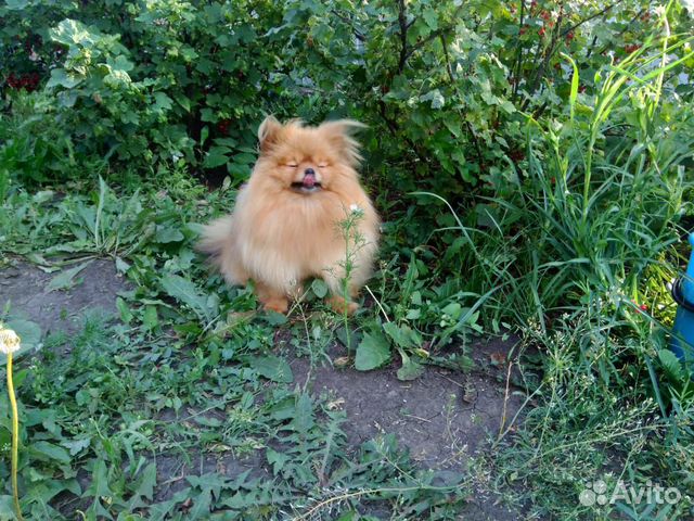 Очаровашка