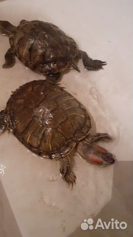 Красноухая черепаха бесплатно