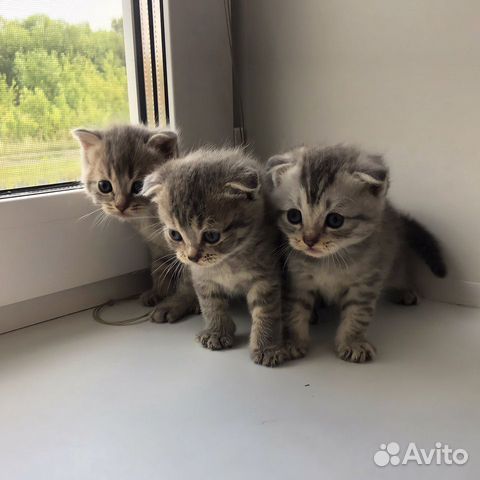 Шотландская