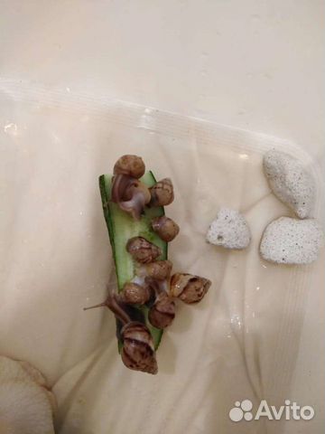 Улитки ахатины