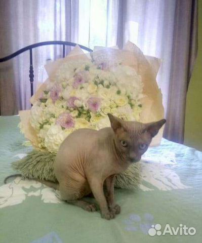 Канадский сфинкс вязка