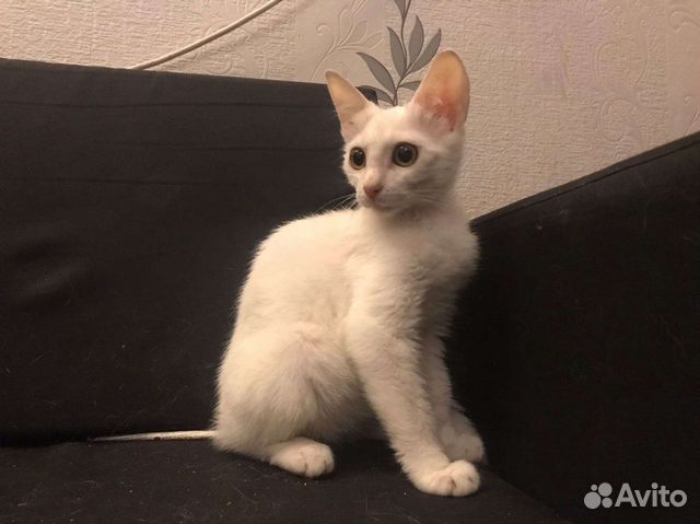 Котёнок Мальчик