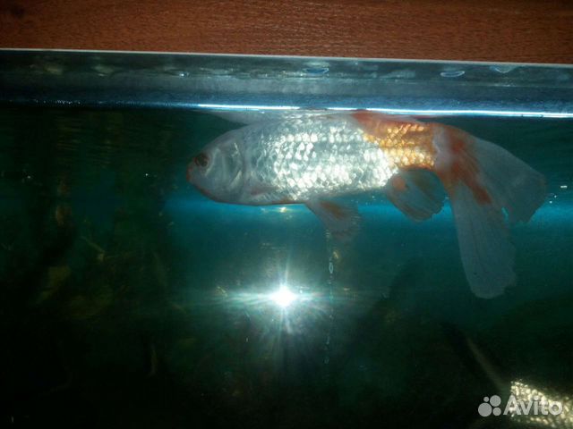 Рыбка золотая хочет избавить от постоянных прислед