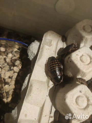 Блаптика вместе с контом