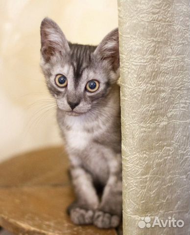 Необыкновенный котенок Чук 3 месяца в добрые руки