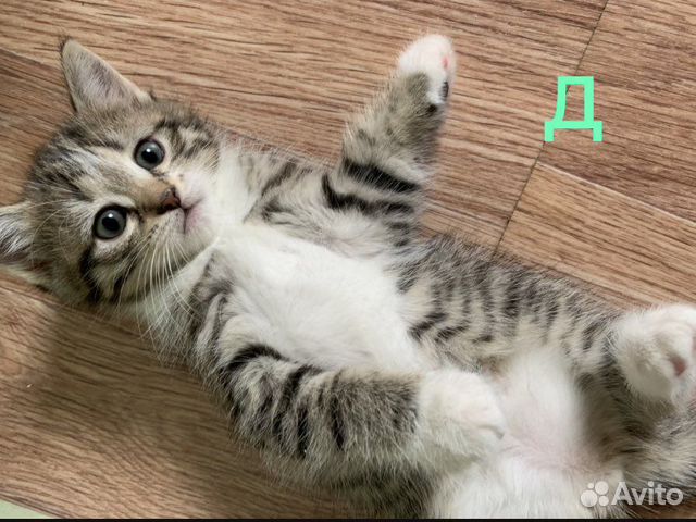 Котята в добрые руки приучены к лотку