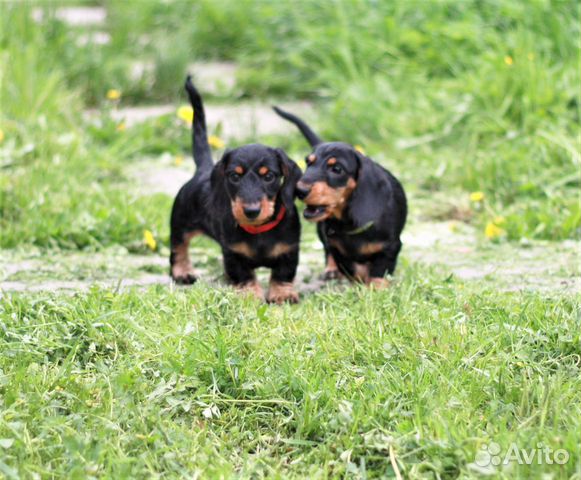 Жесткие таксочки