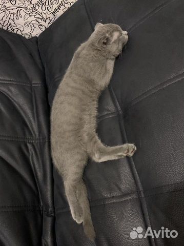 Кошки шотландцы вислоухие