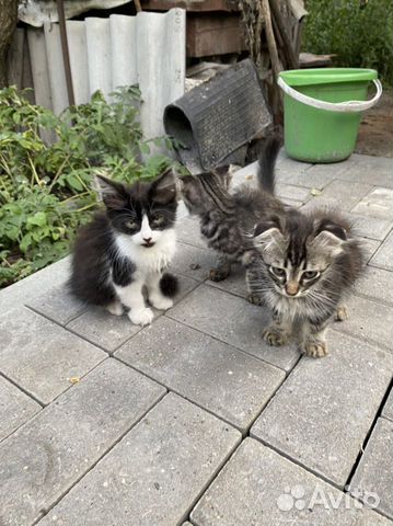 Котята