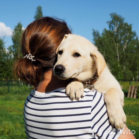 Чудесный щенок в добрые руки