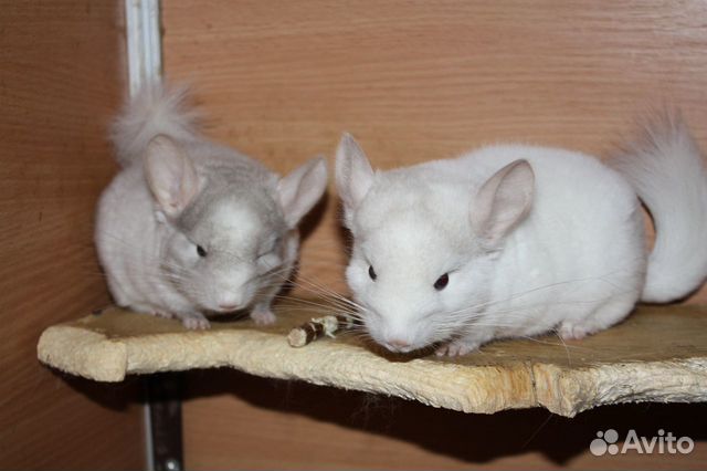 Мальчики тройные носители