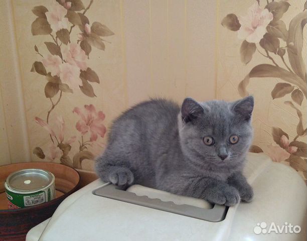Британские котята 2.5 месяца