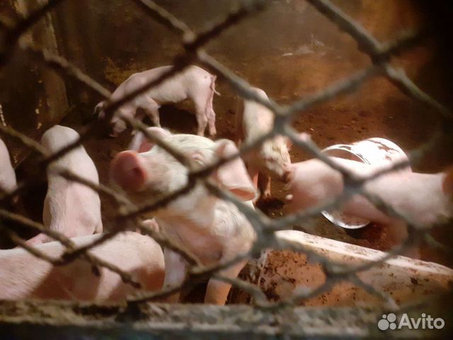 Поросята ландрас + петрен от 15 05 21 имангалица +