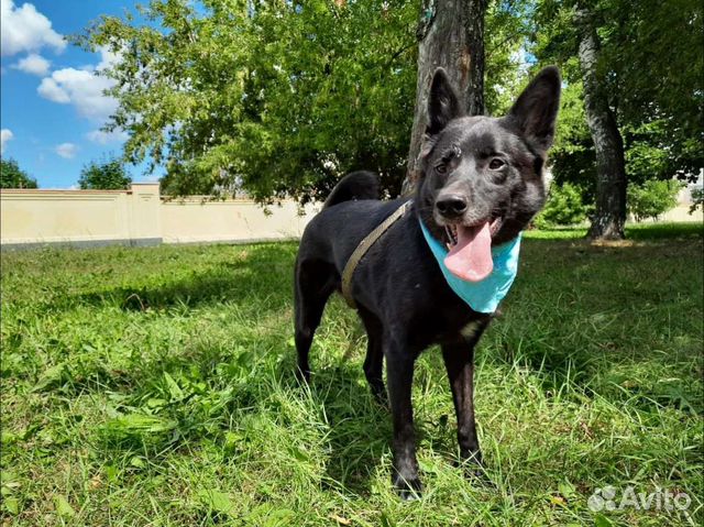 Собака Ночка ищет добрые руки