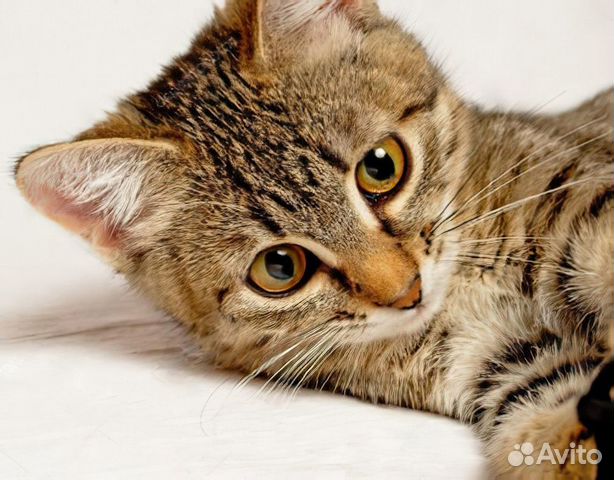Котёнок. Раздаём котят