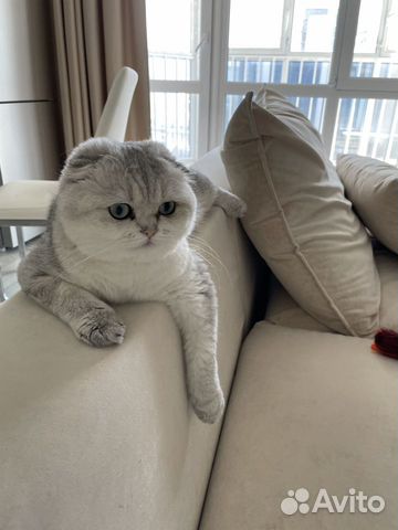 Отдам в добрые руки