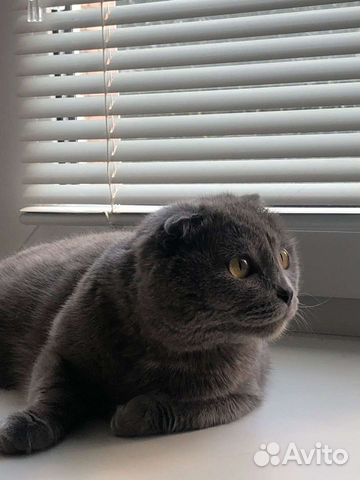 Шотландская (помесь ) вислоухая кошка