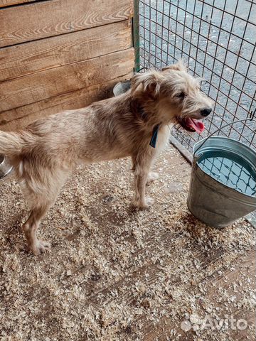 Я умру в приюте. Спасите