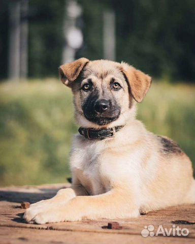 Щенок девочка в добрые руки